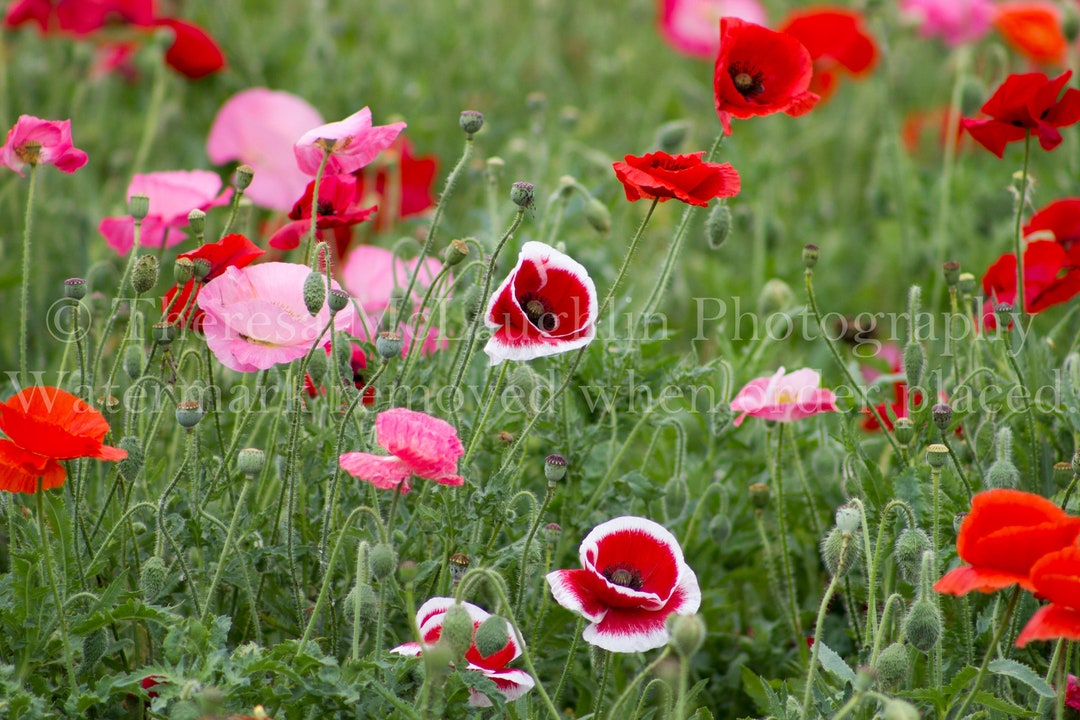 Poppies // Texas Wildflowers // Texas // Hill Country // Fredericksburg ...