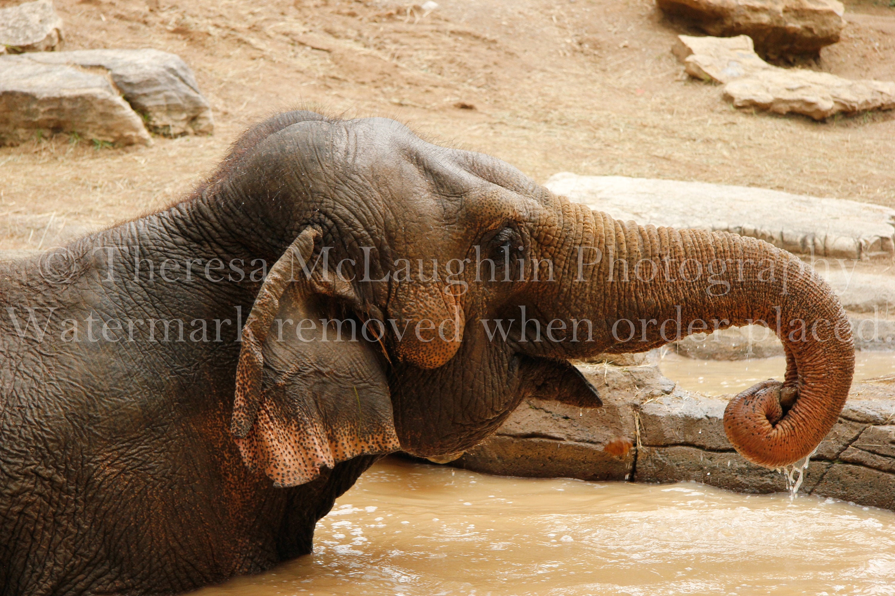Elephant Playing, St. Louis Zoo, St. Louis, Missouri, Animal ...