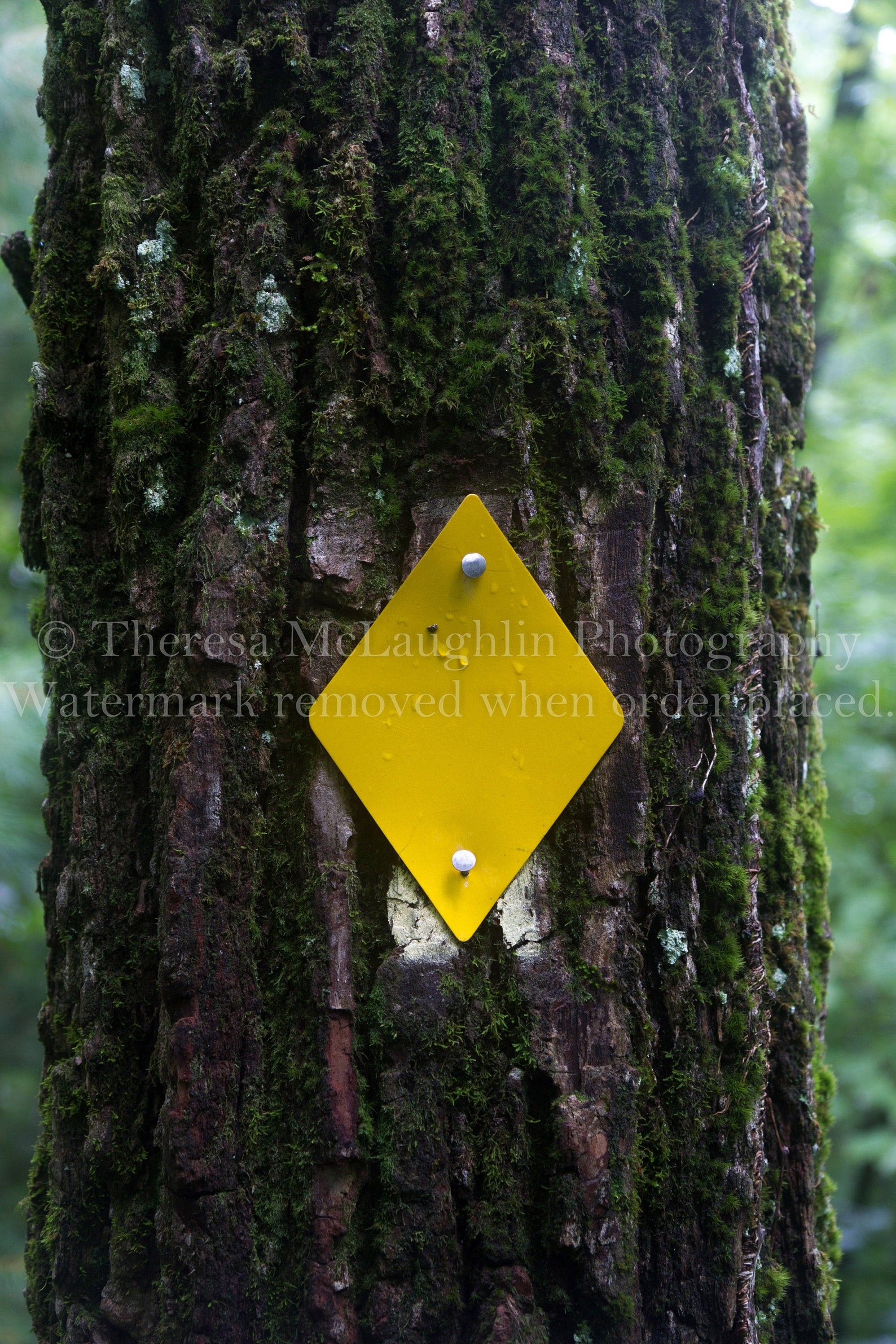 Trail Marker on Tree, Black Rock Mountain State Park, Georgia, Moody ...
