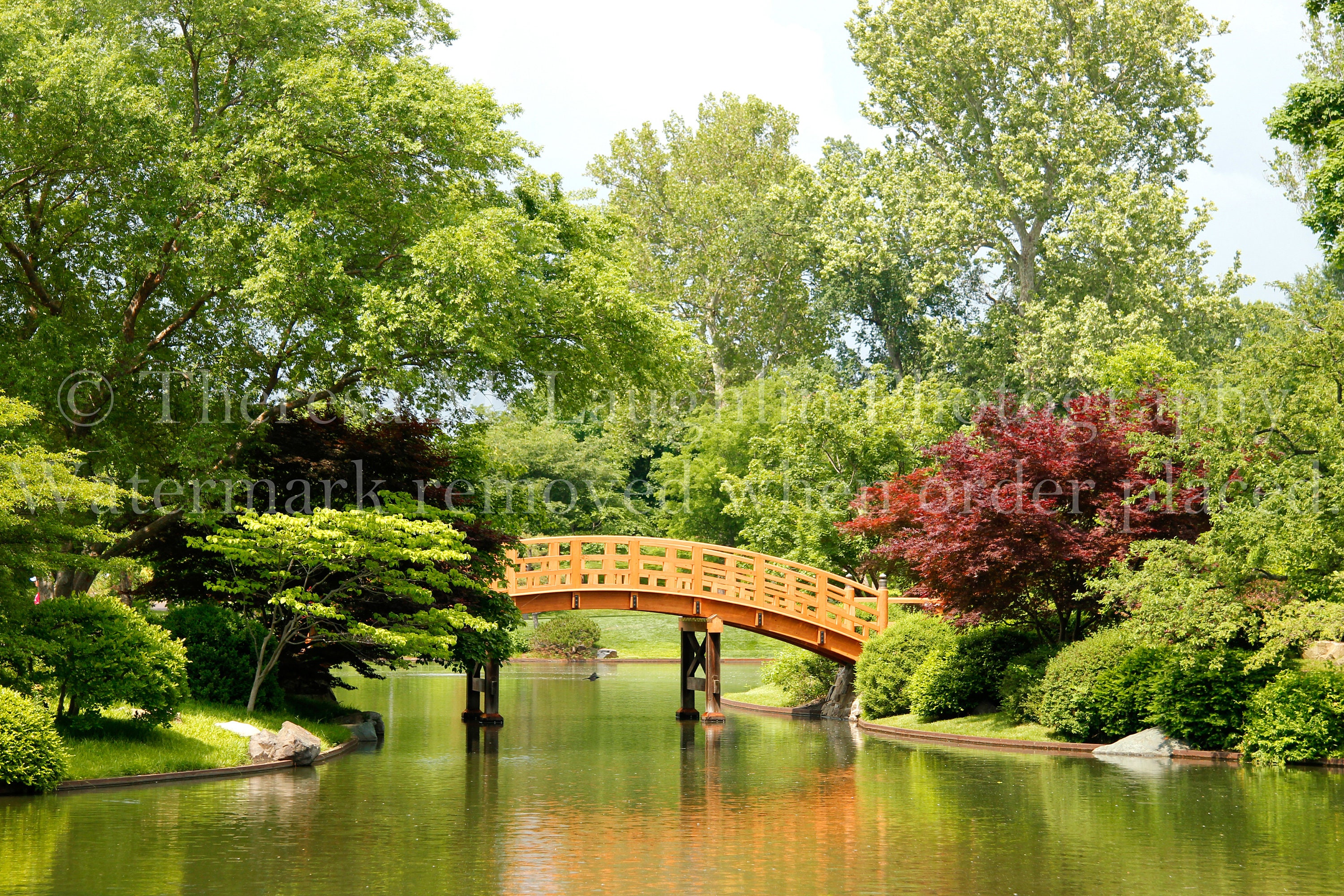 Japanese Garden Bridge, Missouri Botanical Garden, Large Format Print ...