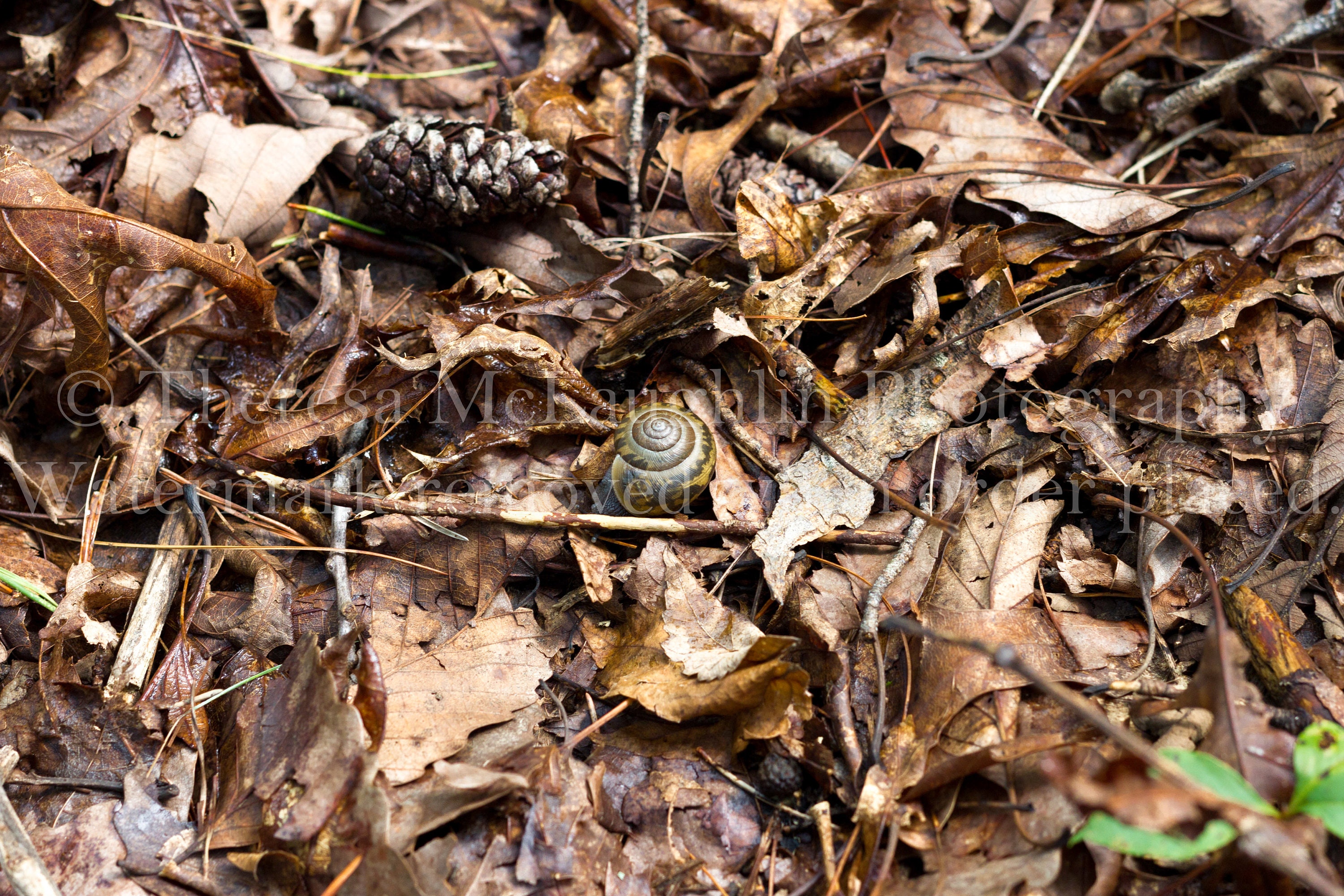 Forest Snail, Fort Mountain State Park, Georgia, Fall Wall Art, Autumn ...