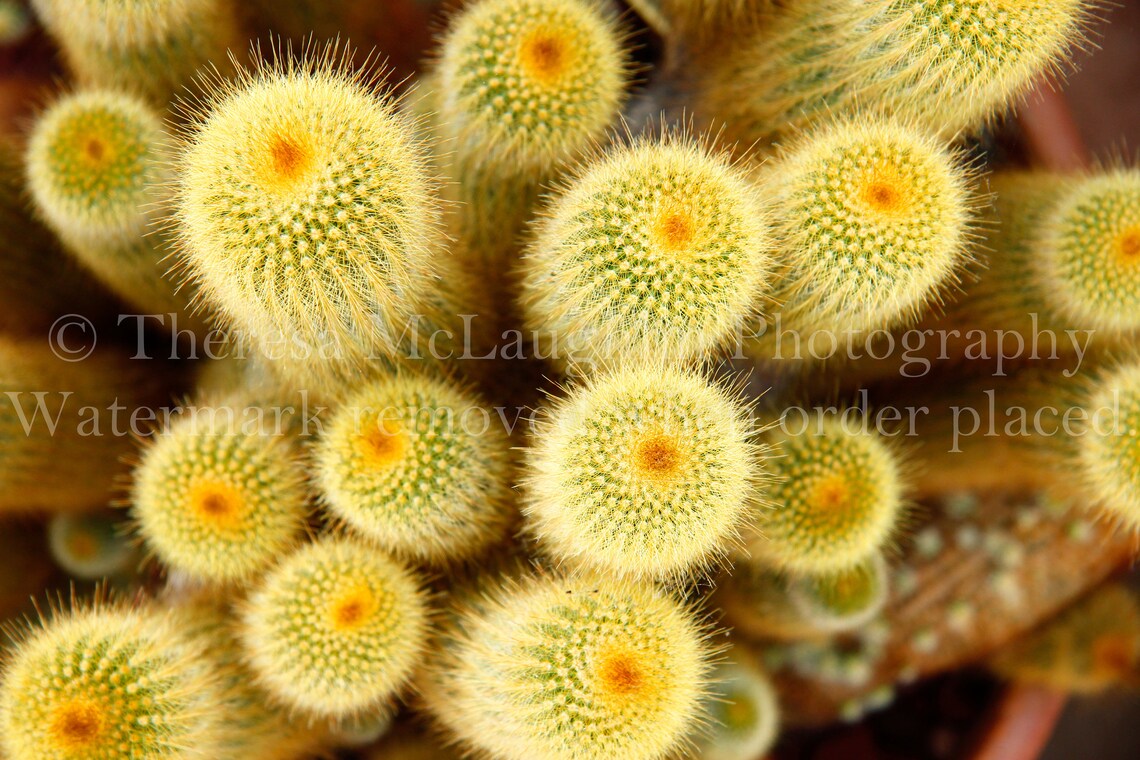 Cylindrical Cacti, Missouri Botanical Gardens, STL, Abstract Wall Art ...