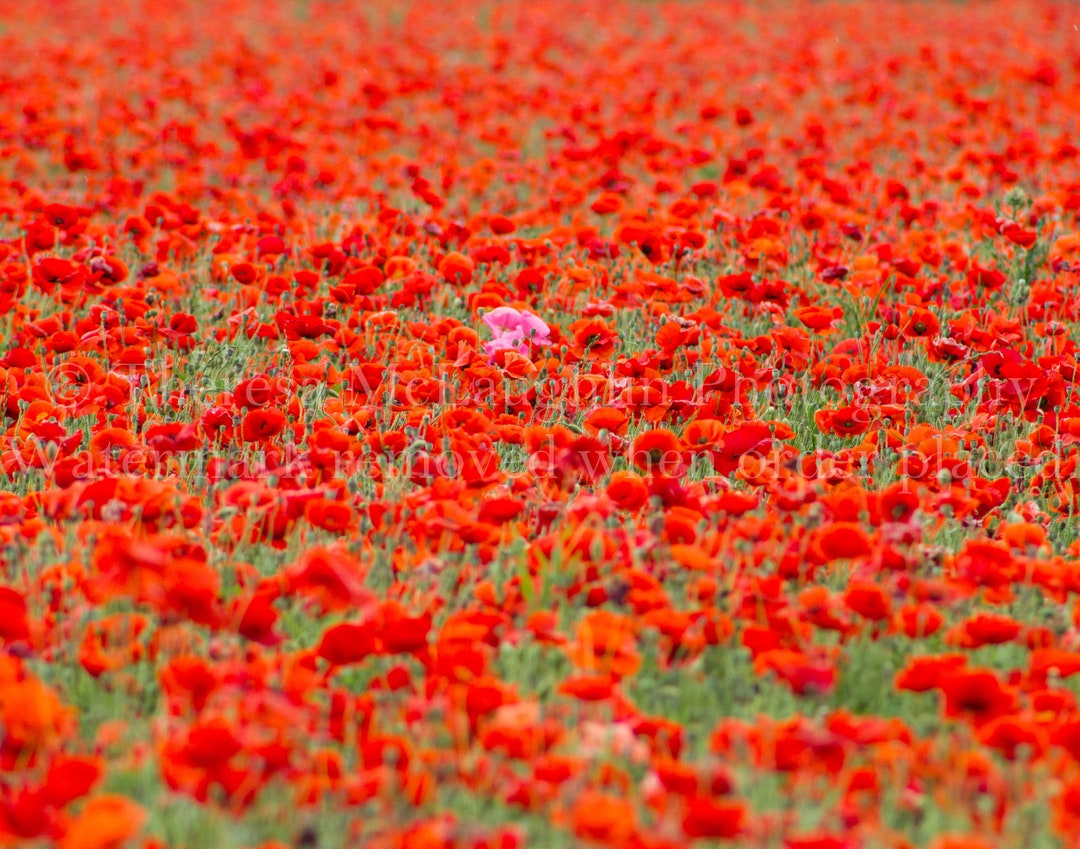 Texas Hill Country Poppies, Wildflowers, New Braunfels, Texas, Poppies ...
