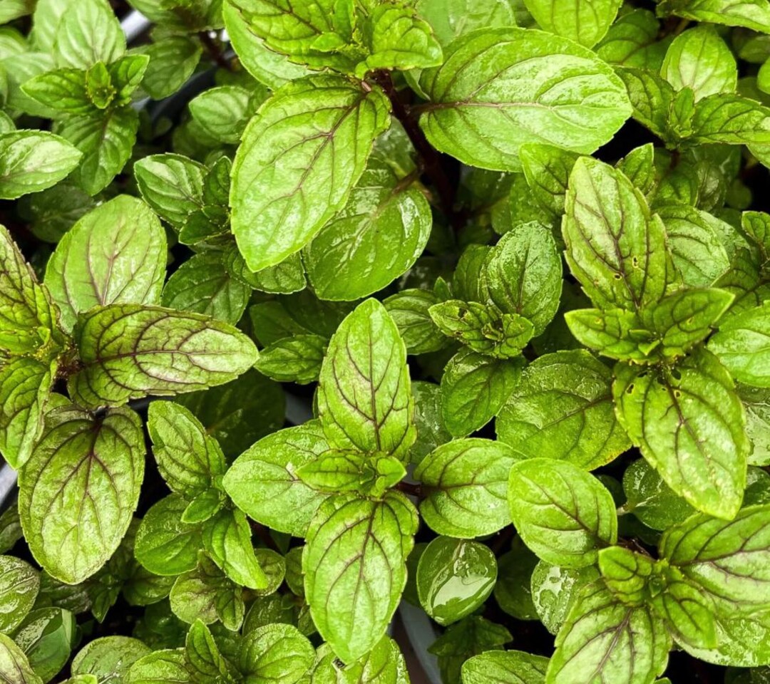 Set of 3 Chocolate Mint Starter Plants – Live Mint Herb – 4-6" Tall ...