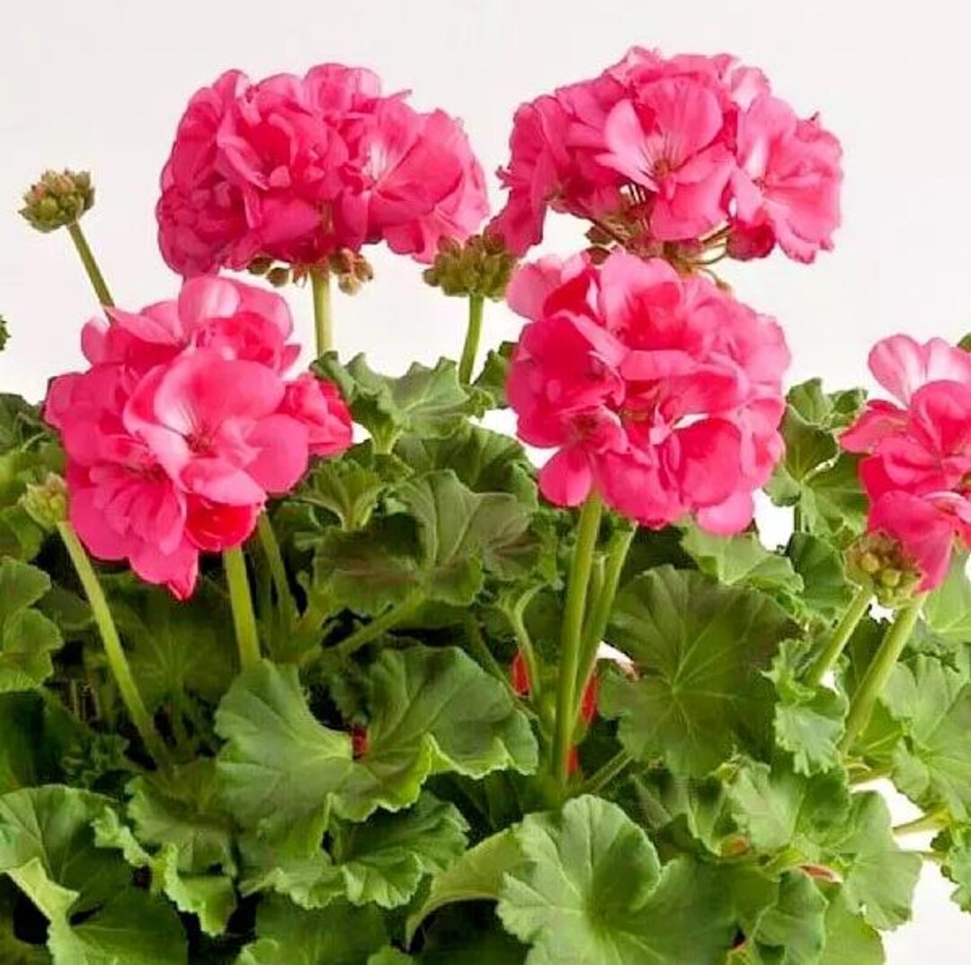 Pelargonium Interspecific Zonal Geranium Americana Pink Live Plant 4-8 ...