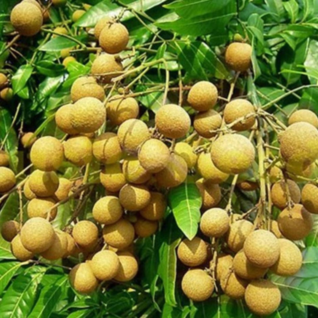 Longan Starter Fruit Plant - 5-8in Tall - 6in Pot - Tropical Longan ...