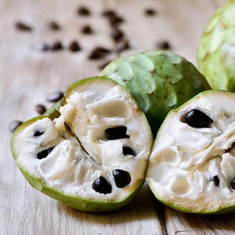 Cherimoya Fruit Live Plant - 8-12" Tall - Annona Cherimola - Exotic ...