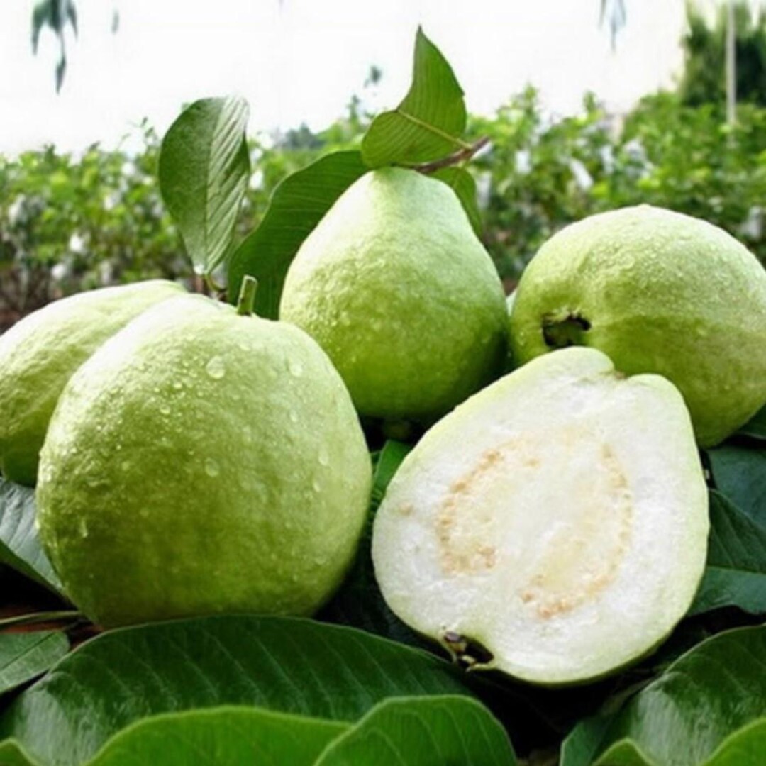 Guava Tree Live Plant, 12-14 Inch Tall, White Flesh Guava Fruit, Tropical Guava Plant for ...