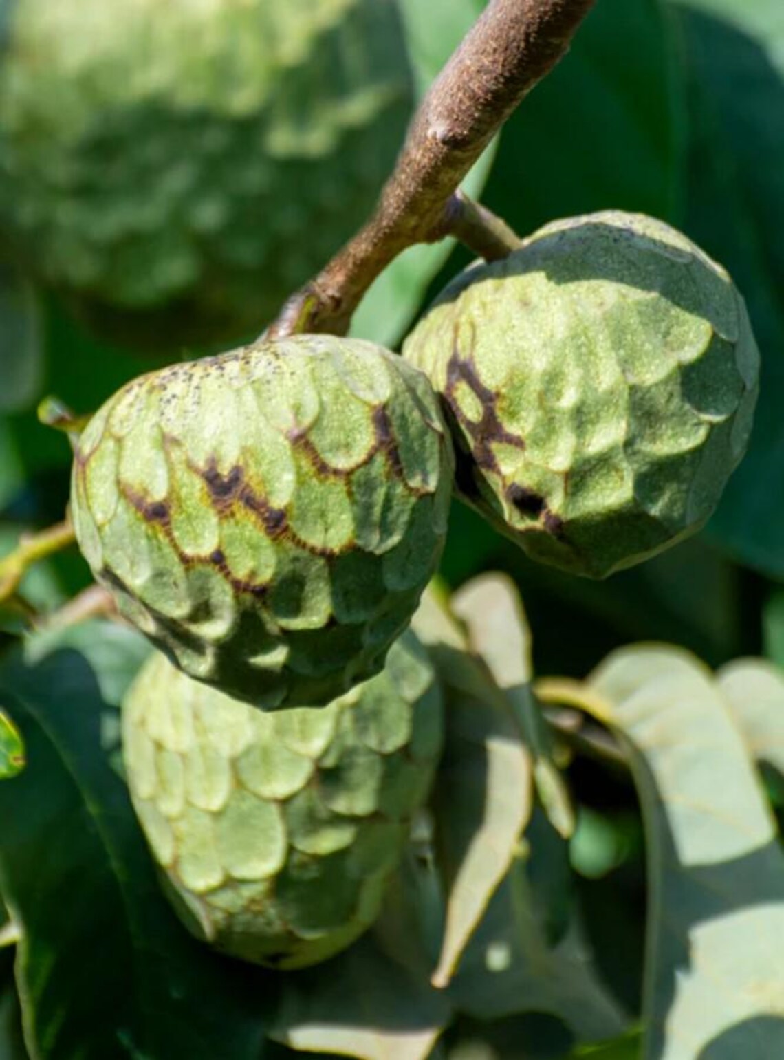 Cherimoya Fruit Live Plant - 8-12" Tall - Annona Cherimola - Exotic ...