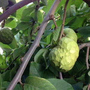 Cherimoya Fruit Live Plant - 8-12" Tall - Annona Cherimola - Exotic ...