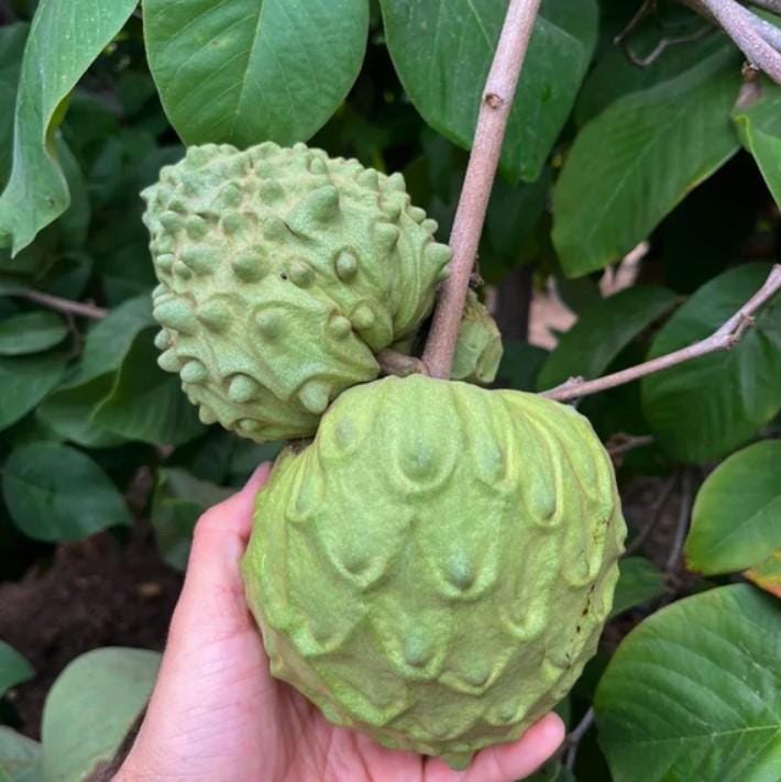 Cherimoya Fruit Live Plant - 8-12" Tall - Annona Cherimola - Exotic ...