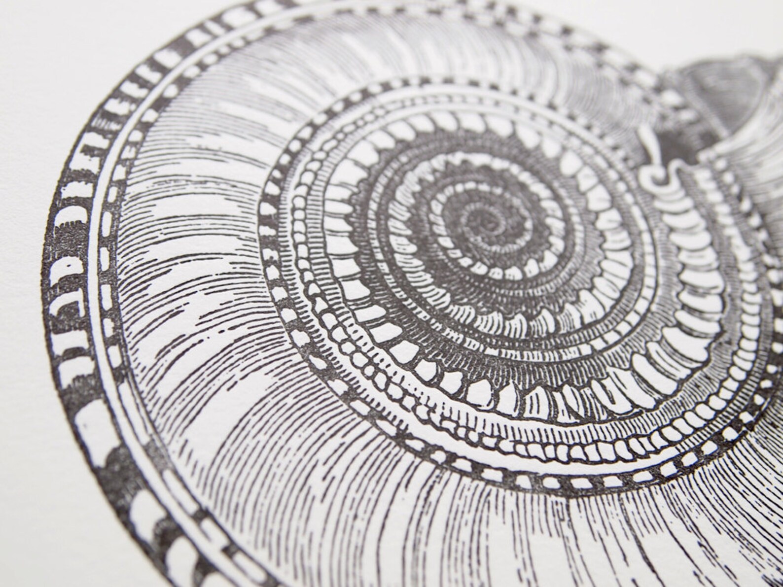 Solarium Shell Letterpress Art Print Spiral Shell Beach | Etsy