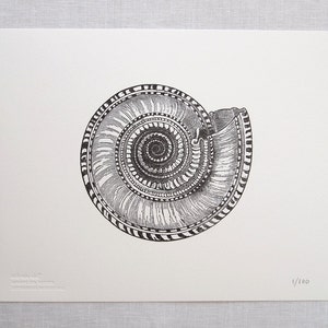 Solarium Shell Letterpress Art Print Spiral Shell Beach | Etsy