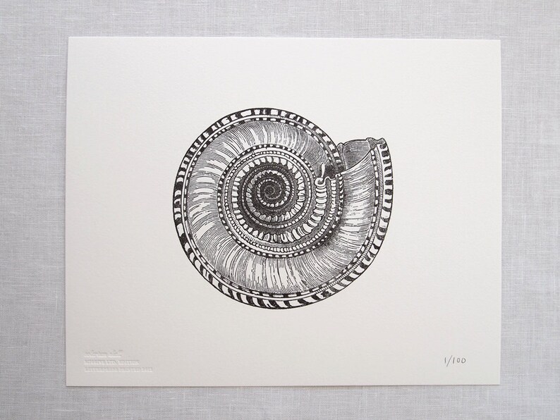 Solarium Shell Letterpress Art Print Spiral Shell Beach | Etsy