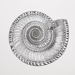 Solarium Shell Letterpress Art Print Spiral Shell Beach | Etsy