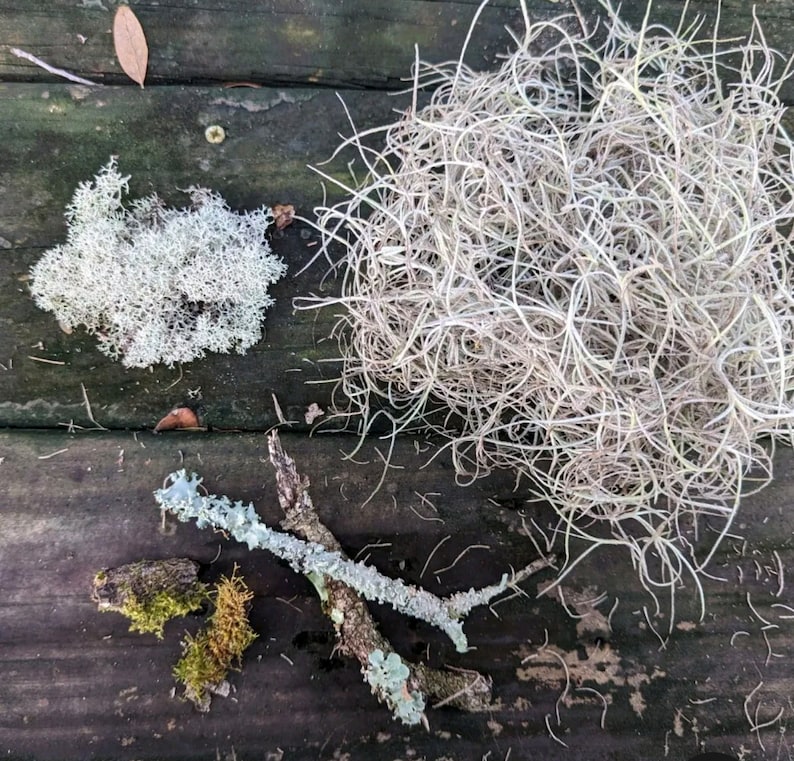 Mixed Moss and Lichen Variety, Tillandsia, Fairy Garden, Vivariums ...