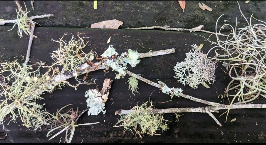 Mixed Moss and Lichen Variety, Tillandsia, Fairy Garden, Vivariums ...