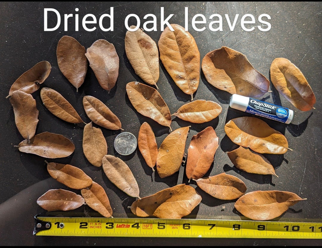Florida Dried Oak Leaves, Leaf Litter, Terrarium, Vivarium, Frogs ...