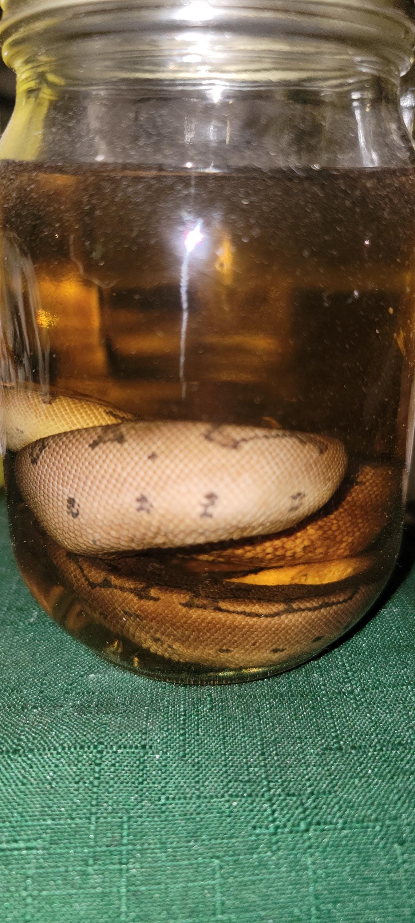 Clown Ball Pythons Preserved Snake - Etsy