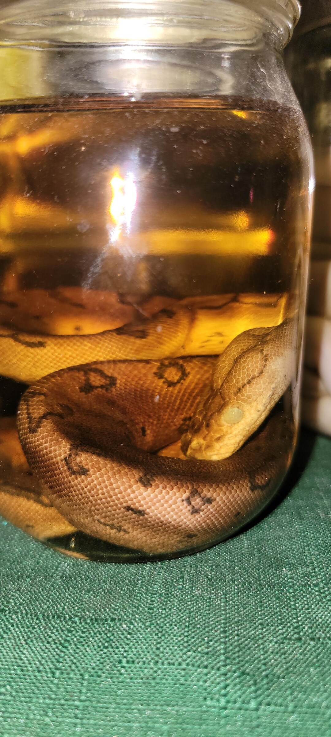 Clown Ball Pythons Preserved Snake - Etsy