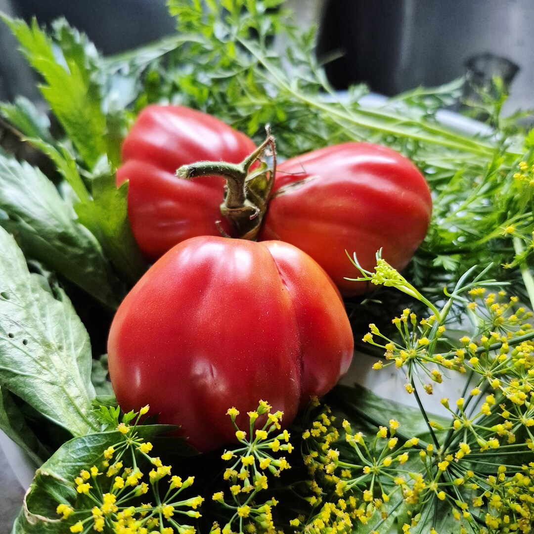 15 Oaxacan Pink Heirloom Tomato Seeds Tomatoes Seed - Etsy