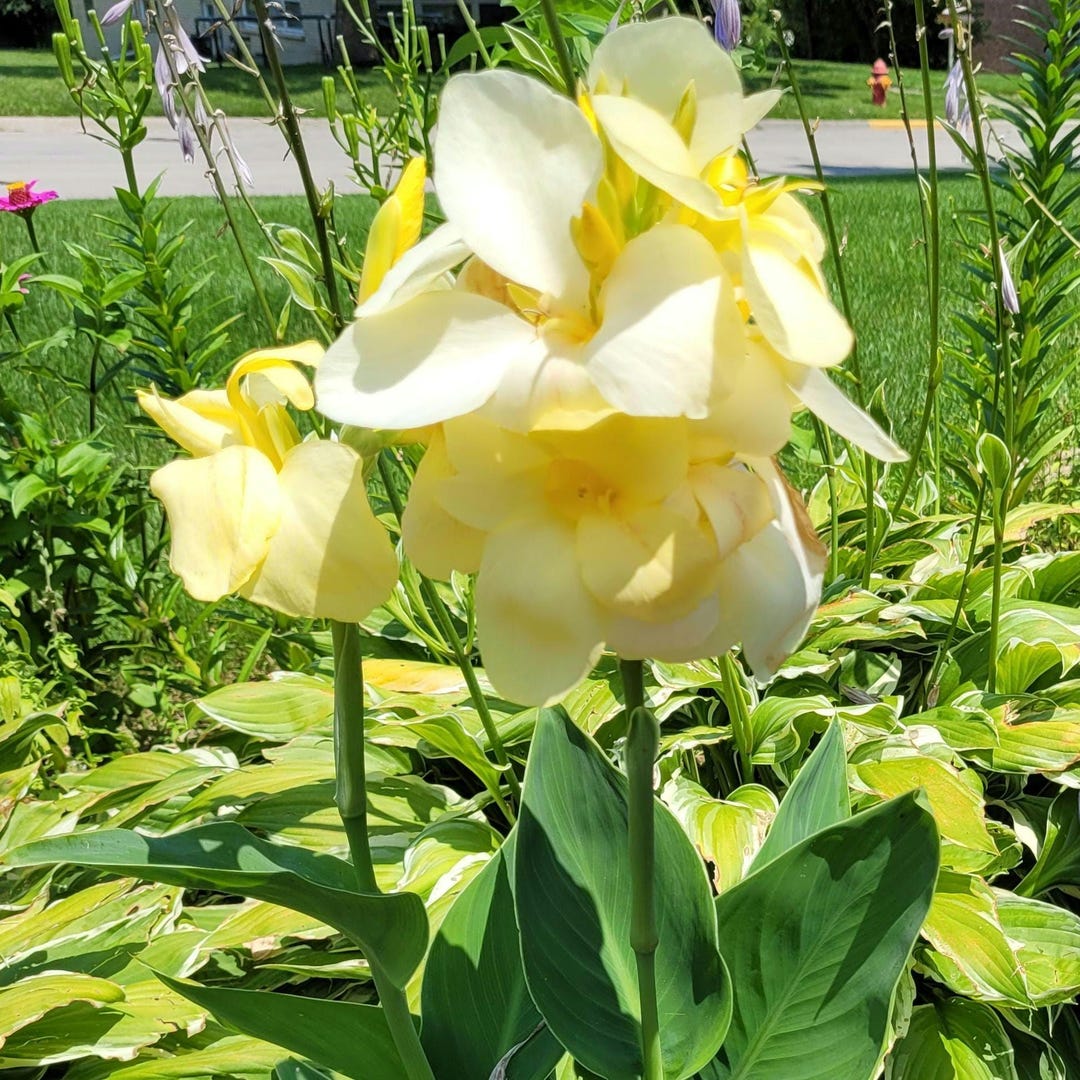 25 Yellow Canna Lily Seeds - Etsy