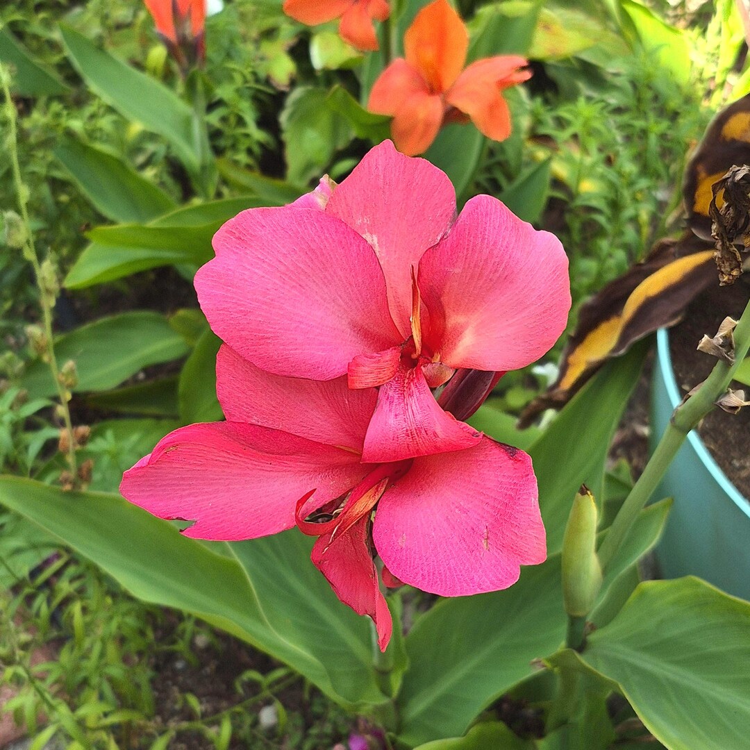 20 Rose Canna Lily Seeds 20 Seed Packet - Etsy