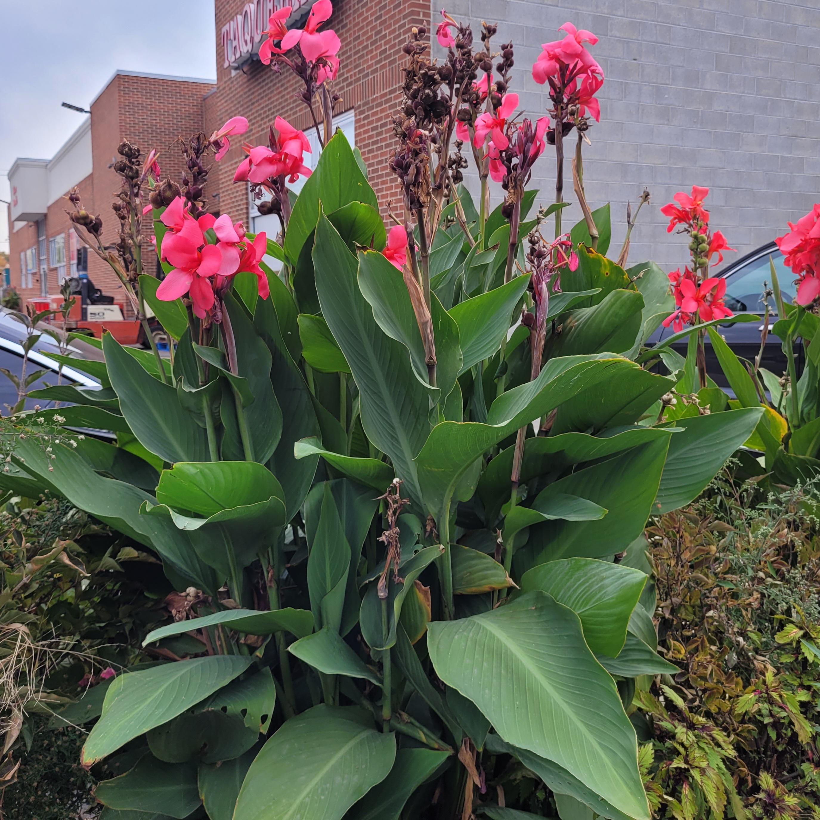 25 Pink Canna Lily Seeds - Etsy