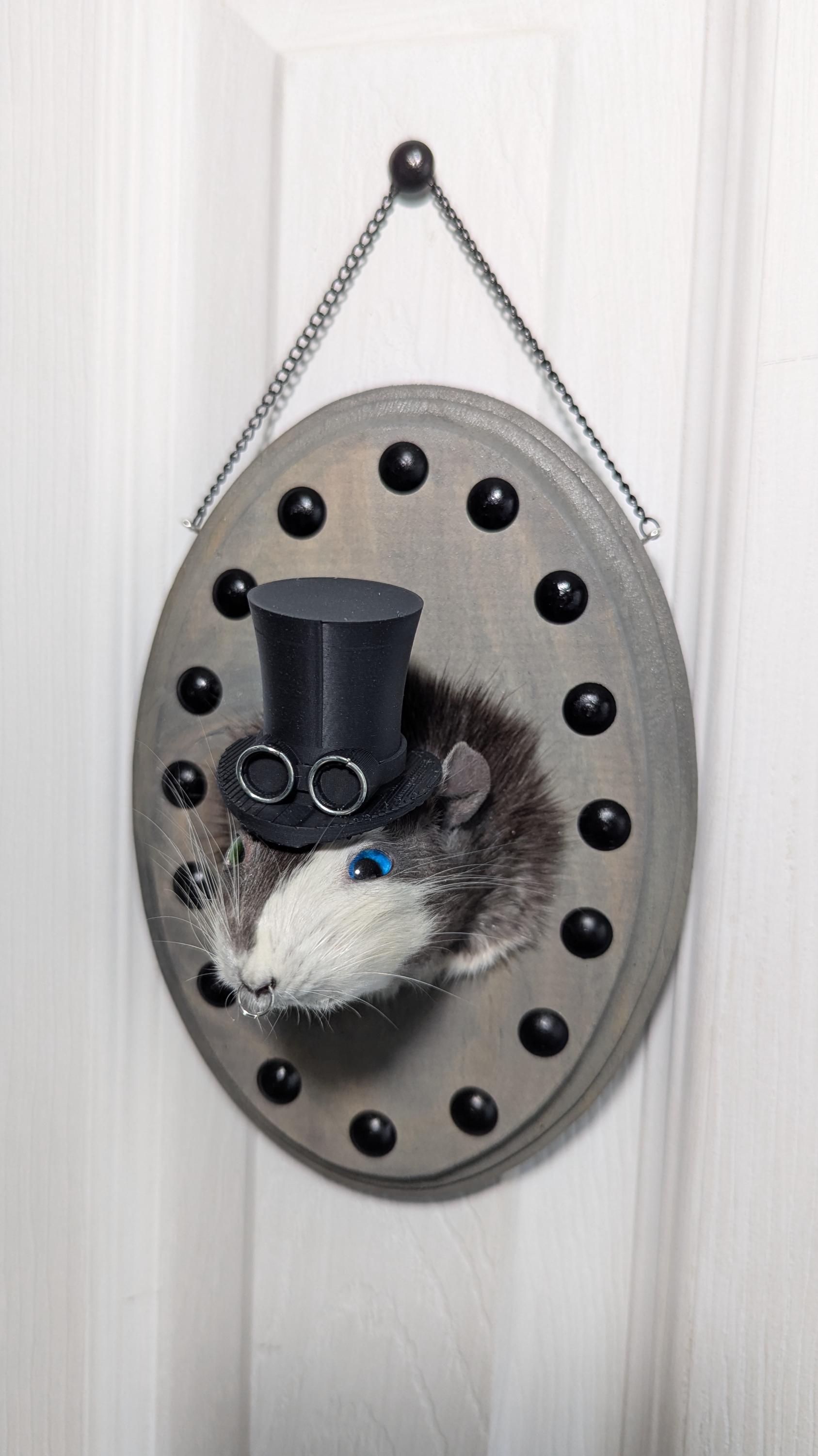 Fancy Odd Eye Rat Taxidermy Head Mount Wall Art - Etsy