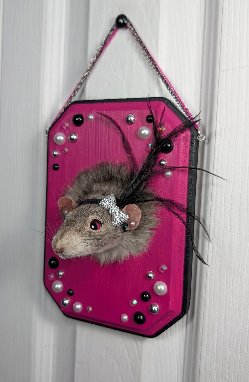 Showgirl Rat Taxidermy Head Mount - Etsy