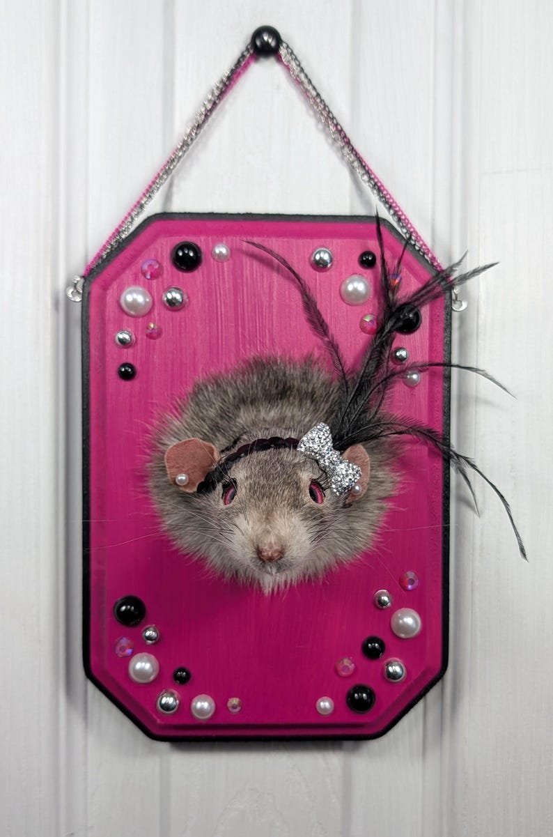 Showgirl Rat Taxidermy Head Mount - Etsy