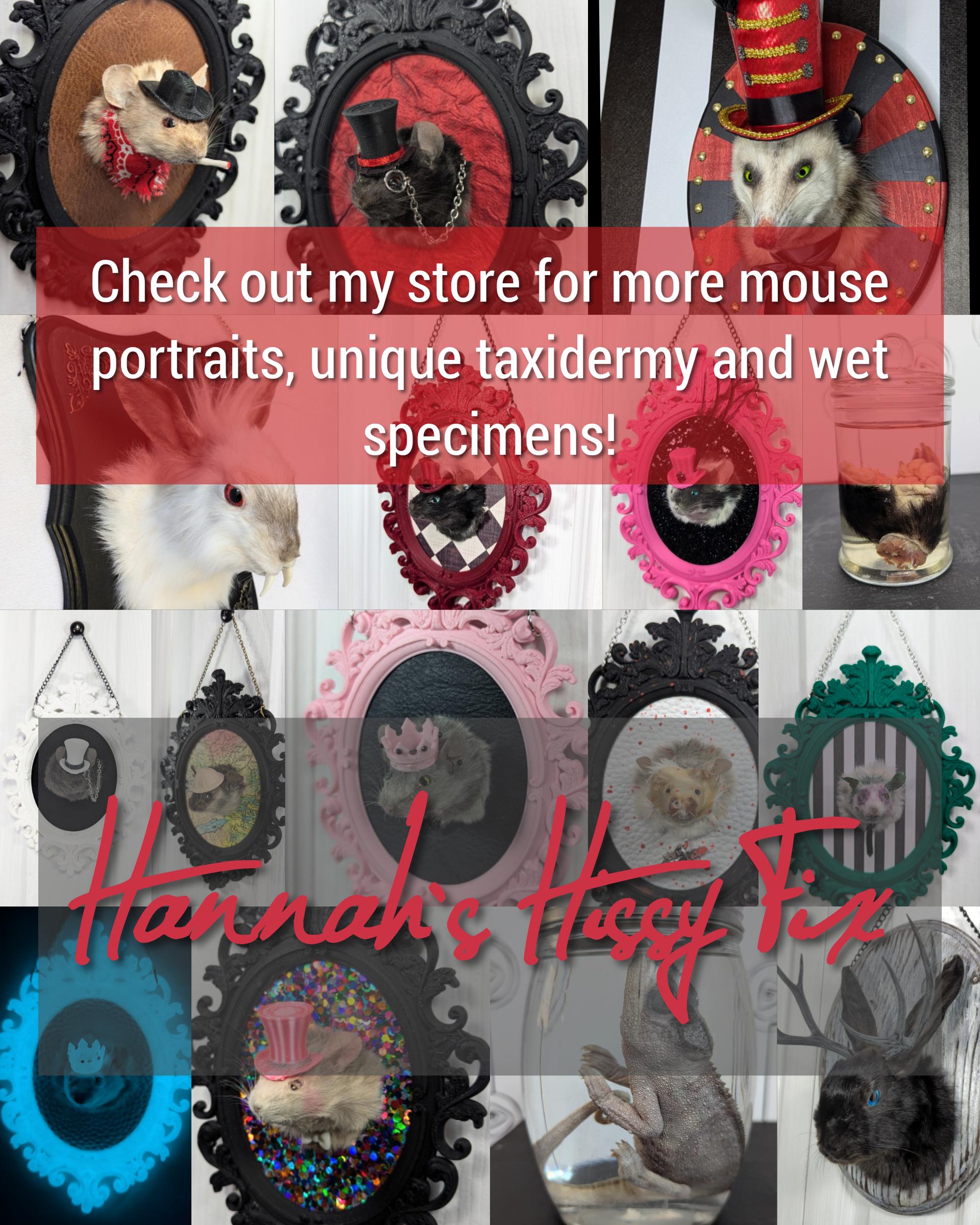 Beetlejuice Inspired Mouse Portrait Taxidermy Head Mount - Etsy