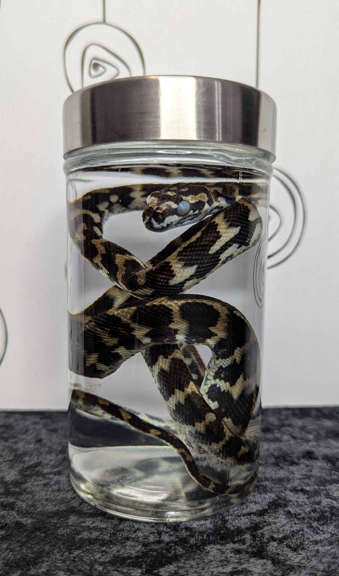 Carpet Python Wet Specimen -CBB - Etsy