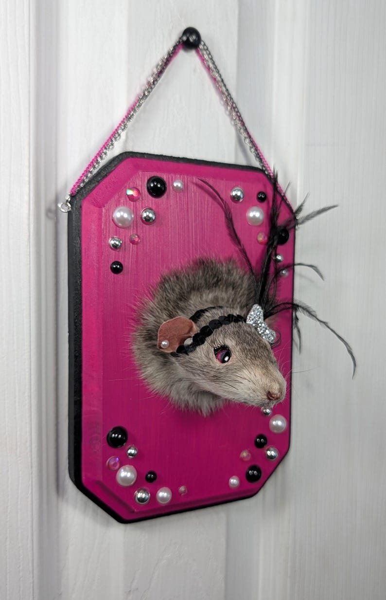 Showgirl Rat Taxidermy Head Mount - Etsy