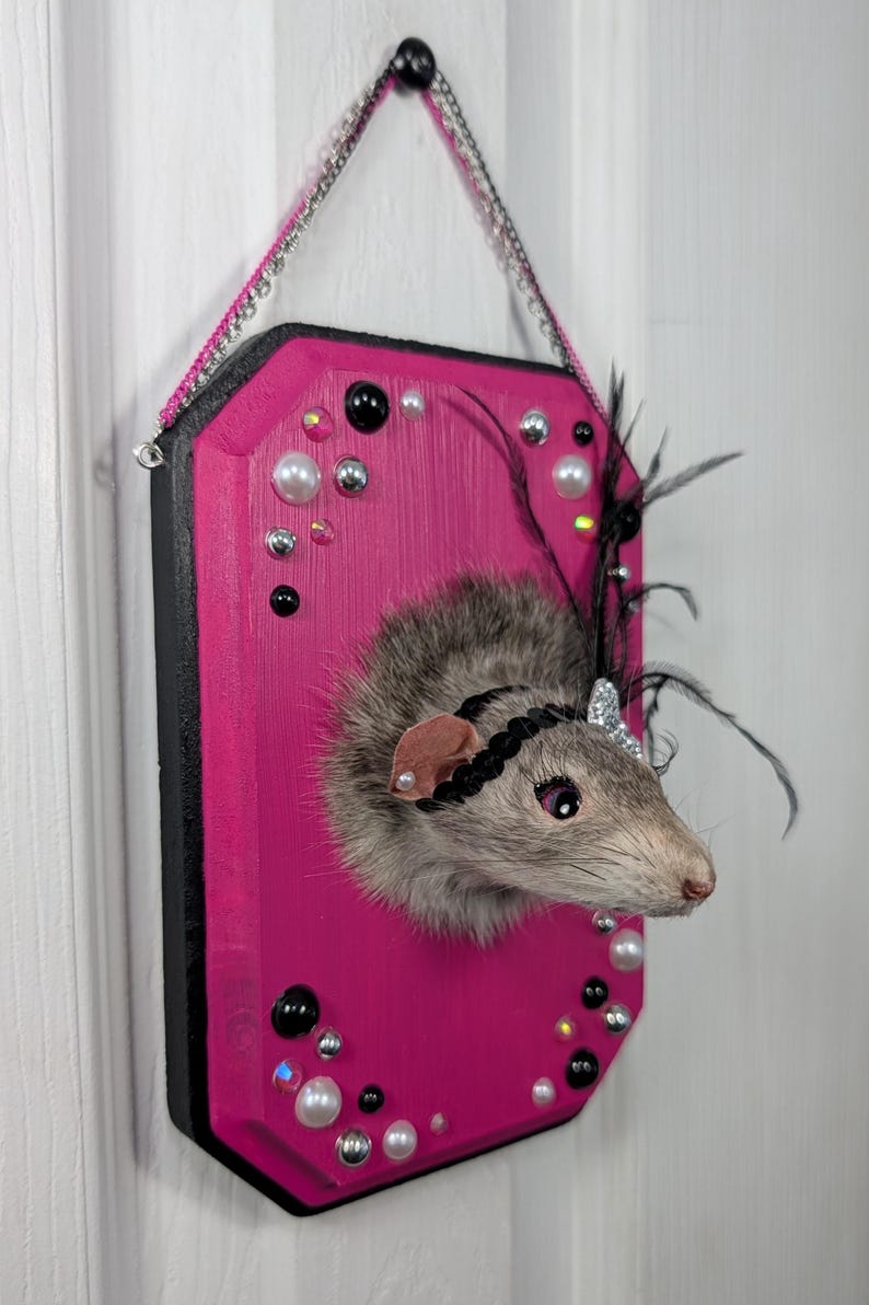 Showgirl Rat Taxidermy Head Mount - Etsy