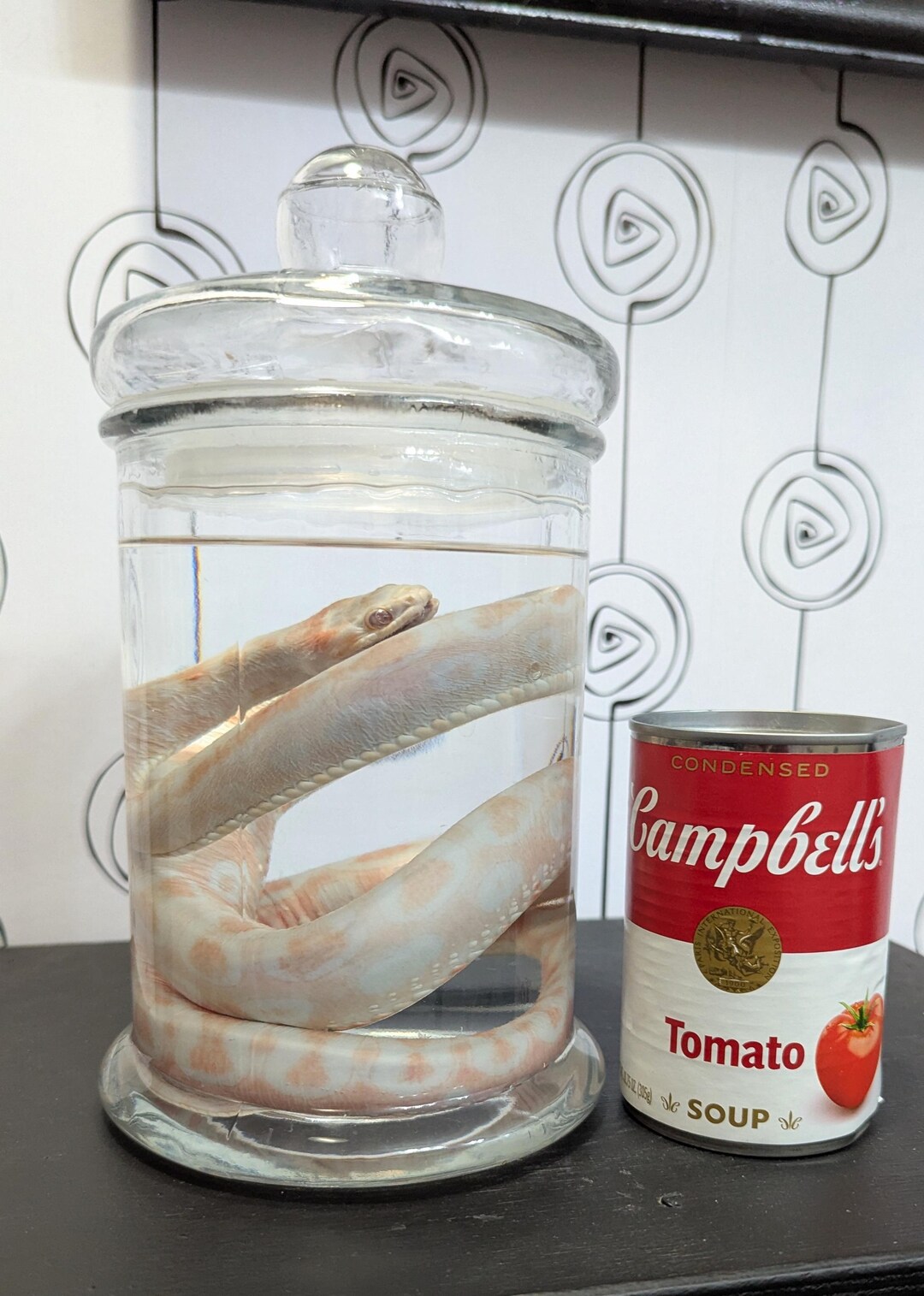 Adult Scaleless Corn Snake Wet Specimen - Etsy