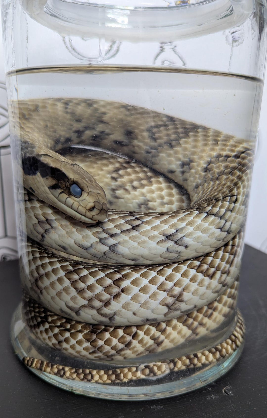 Rare Large False Water Cobra Wet Specimen - Etsy