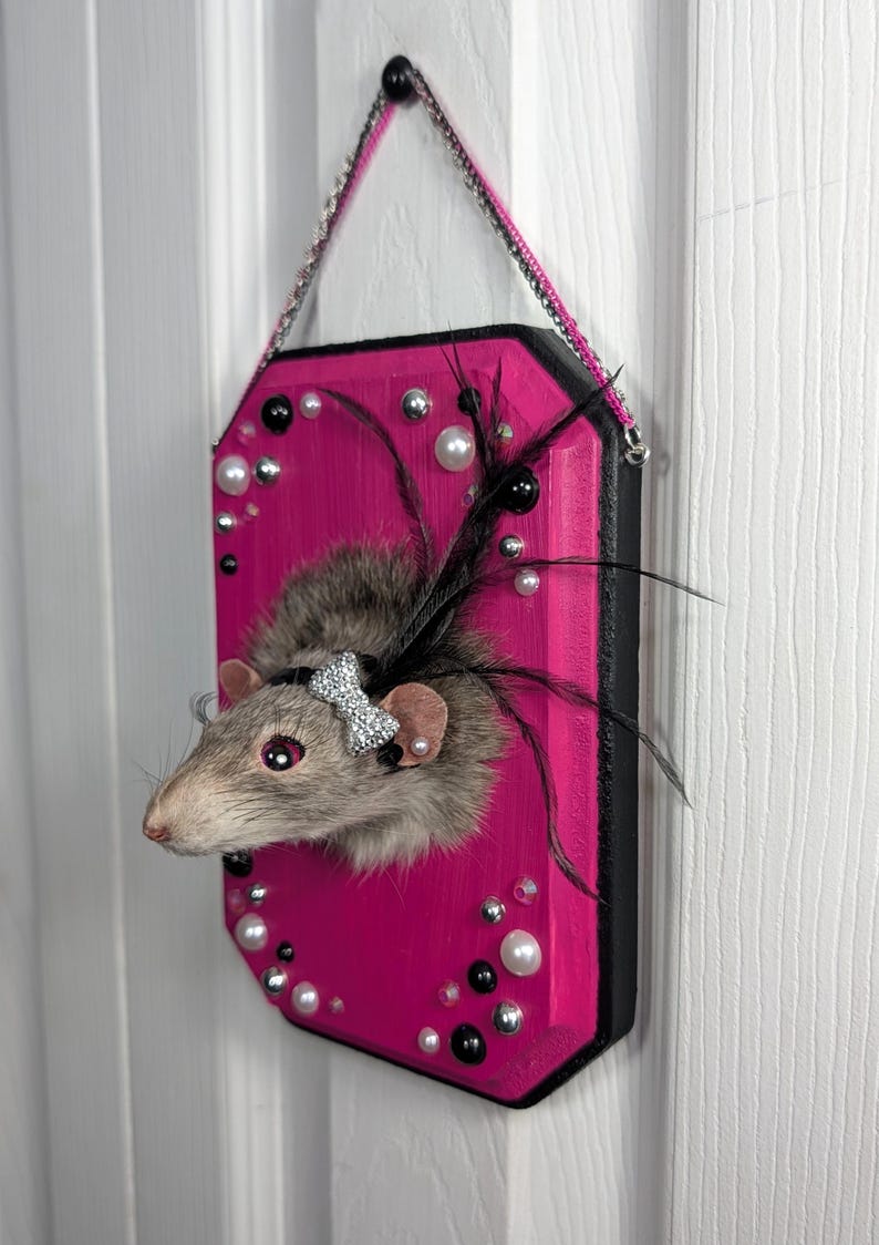 Showgirl Rat Taxidermy Head Mount - Etsy