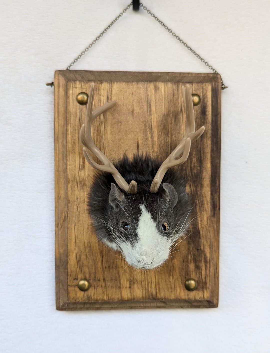 Ratalope Rat Taxidermy Head Mount - Etsy