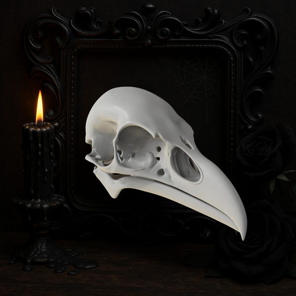Bird Skull - Etsy