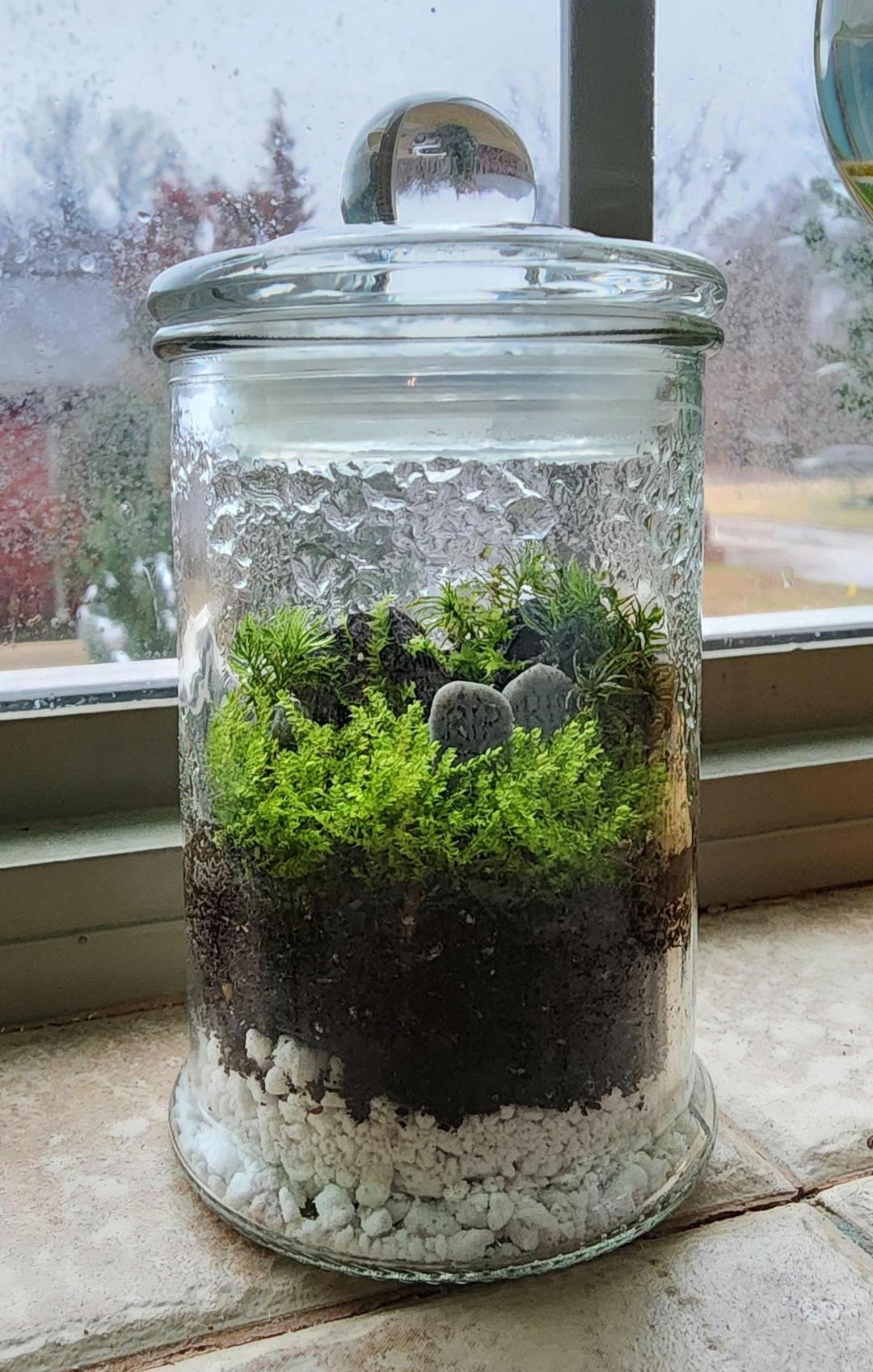 Miniature Live Moss Terrarium - Etsy