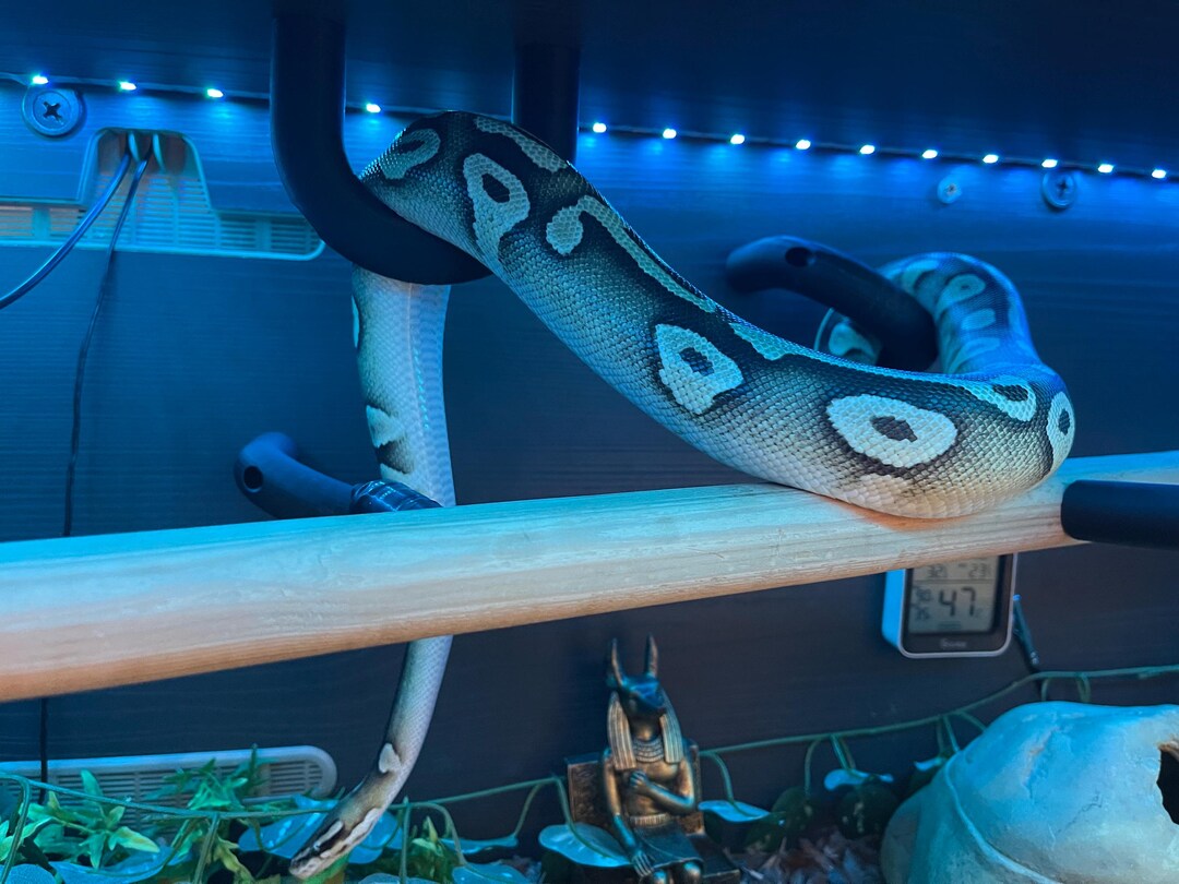 Ball Python Corn Hog Nose Snake Climbing Enrichment Hoops Toys for ...