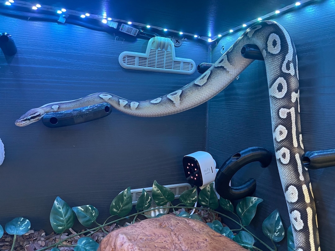 Ball Python Corn Hog Nose Snake Climbing Enrichment Pegs Toys for ...