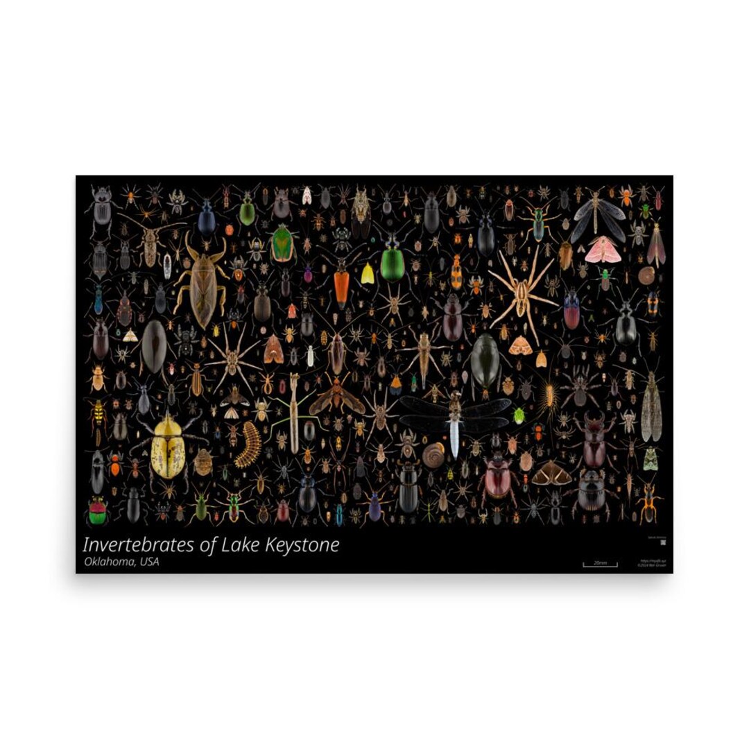Invertebrates of Lake Keystone - 36" X 24" Poster - Matte Paper - Etsy