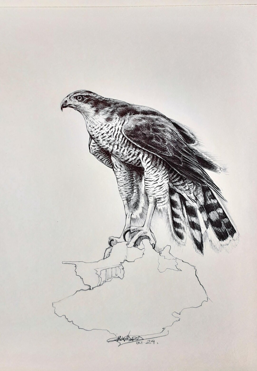 Goshawk Drawing With Pen: Goshawk, Falconry, Pen Illustration ...