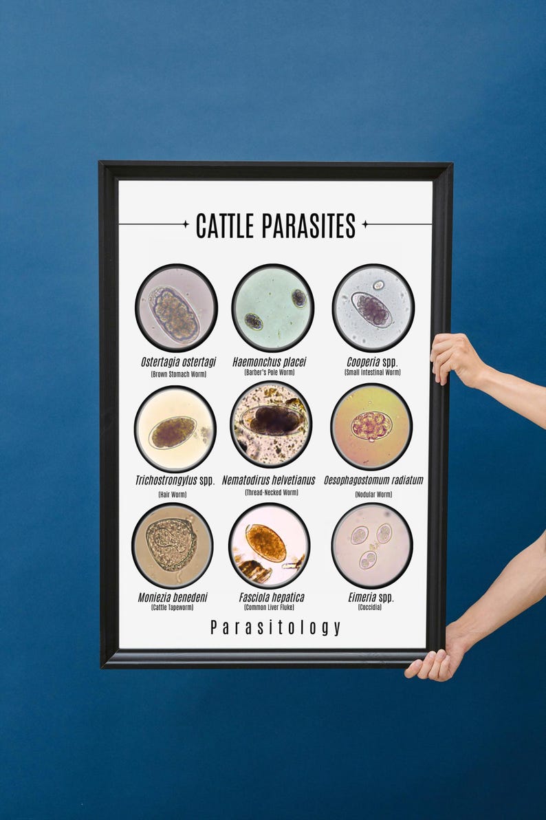 Cattle Parasites Identification Poster Educational Parasitology Poster ...