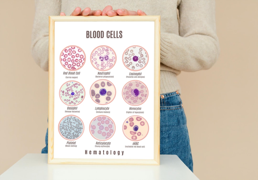 Blood Cells Chart | Human Hematology Poster | Red & White Blood Cells ...