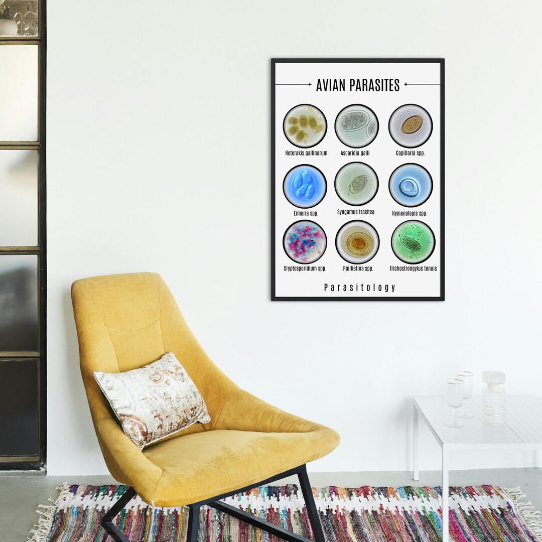 Avian Parasites Identification Chart - Educational Parasitology Poster ...
