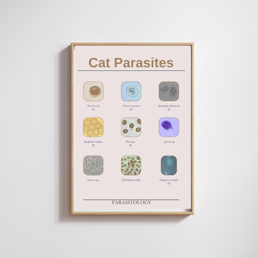 Cat Wall Art| Feline Internal Parasites Poster| Digital Download ...