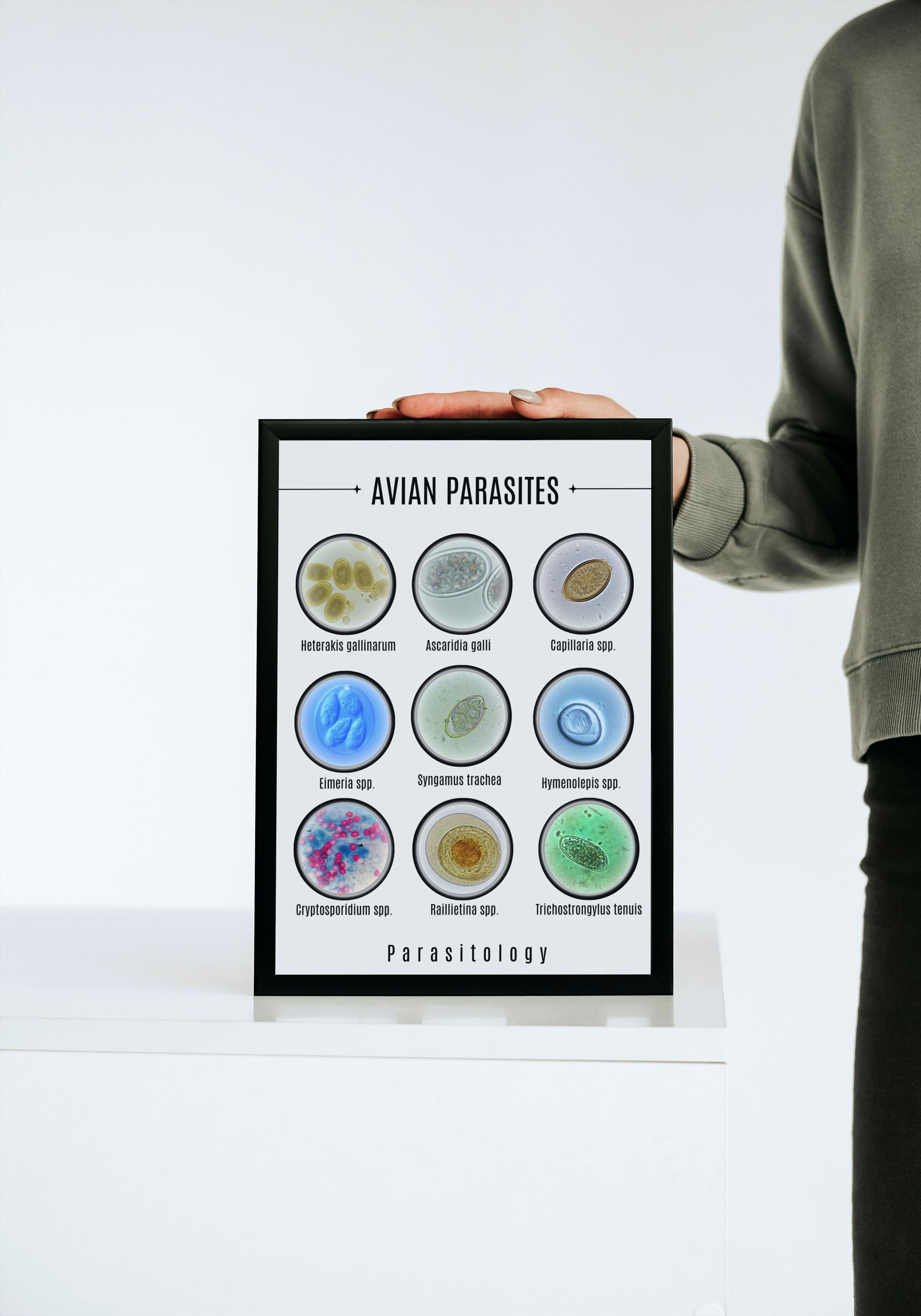 Avian Parasites Identification Chart - Educational Parasitology Poster ...